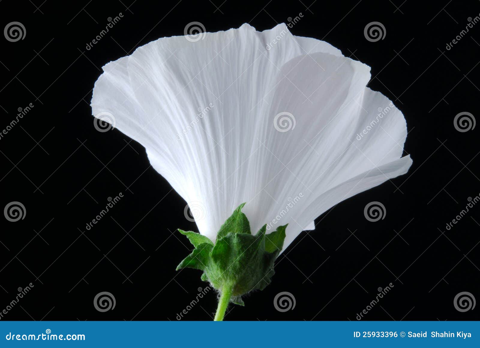 Lavatera 库存照片. 图片 包括有 lavatera - 25933396