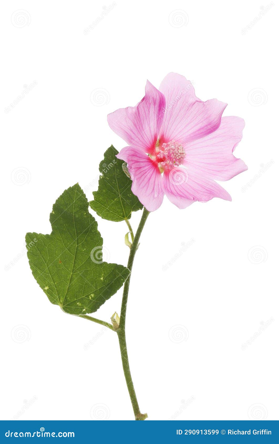 Lavatera Flower and Foliage Stock Image - Image of botanical, pink ...