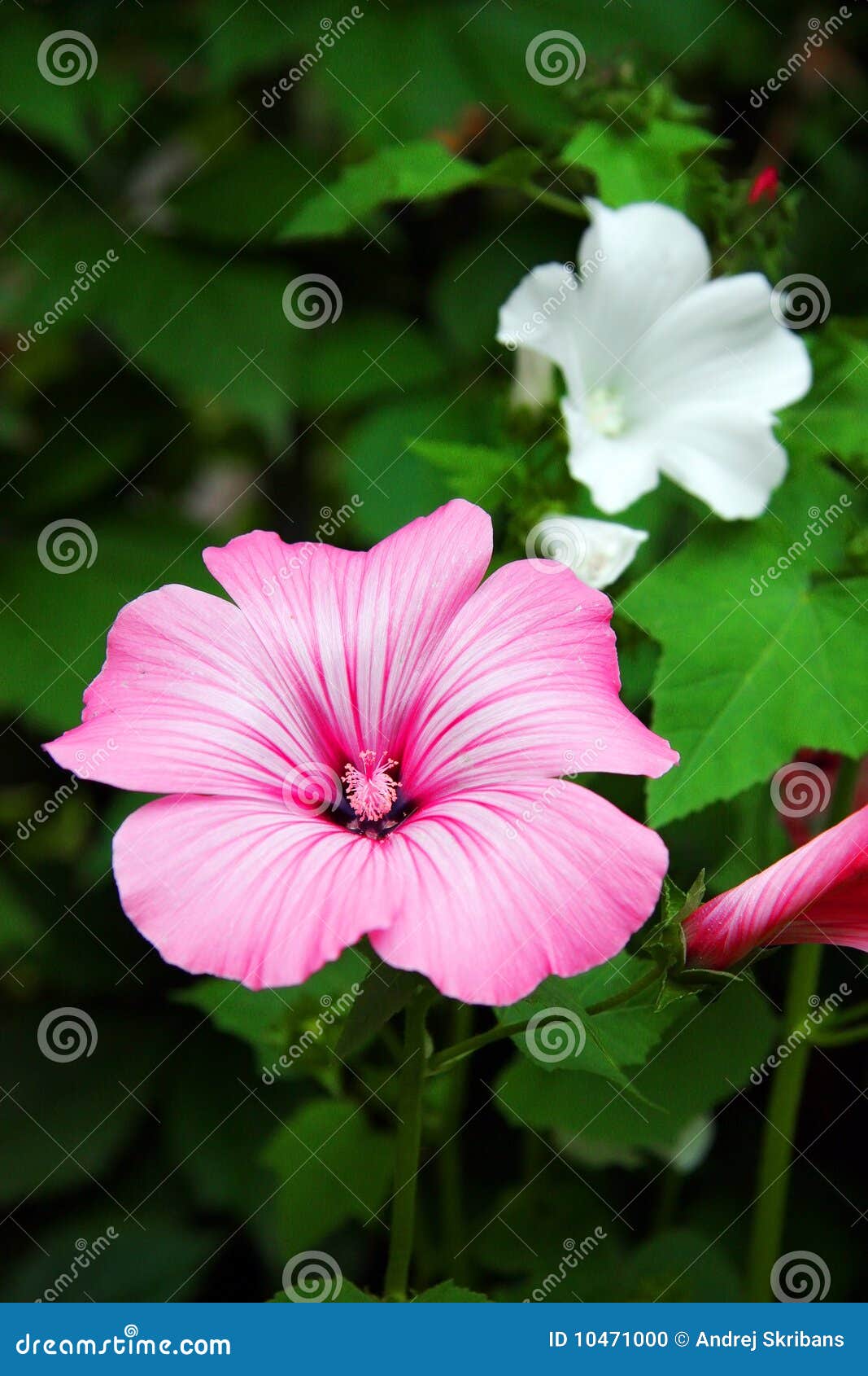Lavatera flowers blooming stock photo. Image of pistil - 10471000