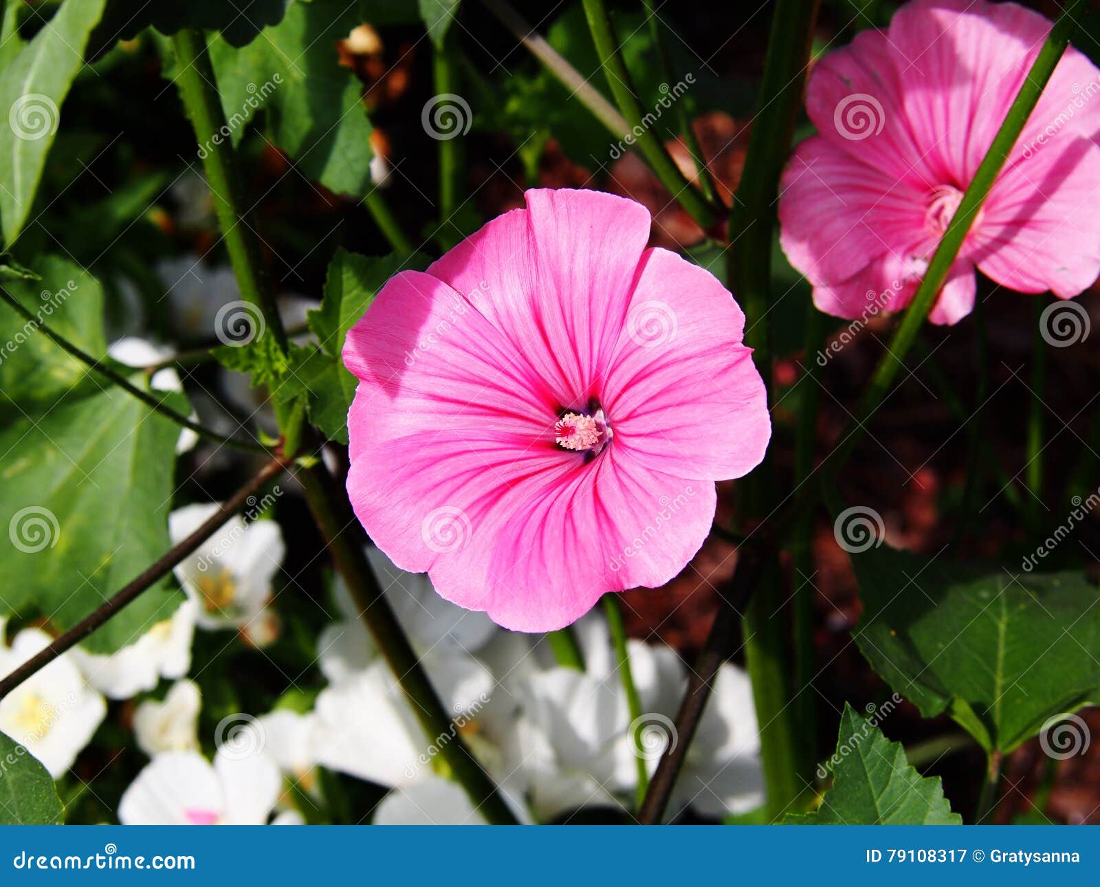 Lavatera Trimestris - Annual Mallow Stock Image - Image of annual ...