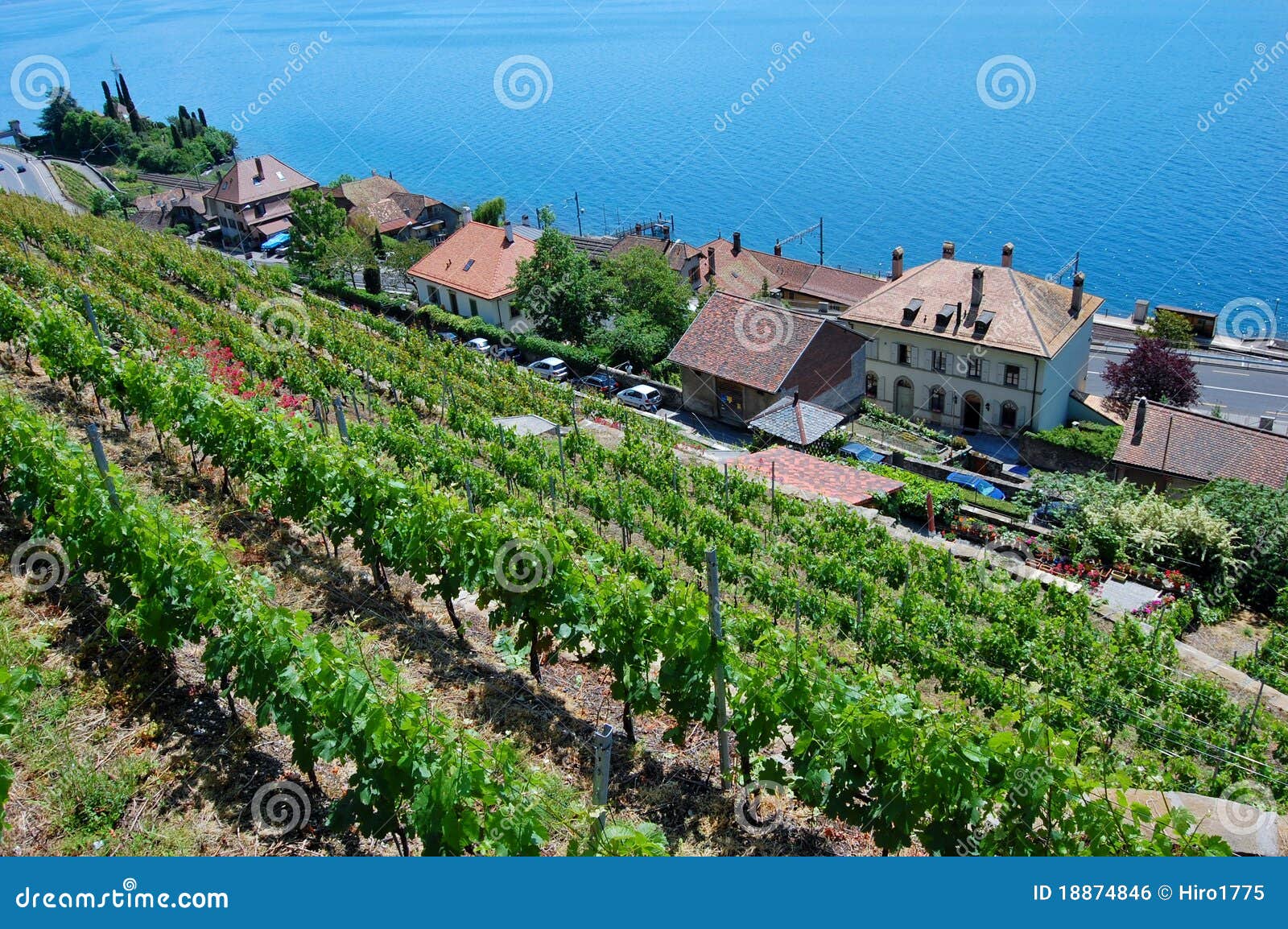 Lavaux Vineyard Terraces stock photo. Image of nature - 18874846