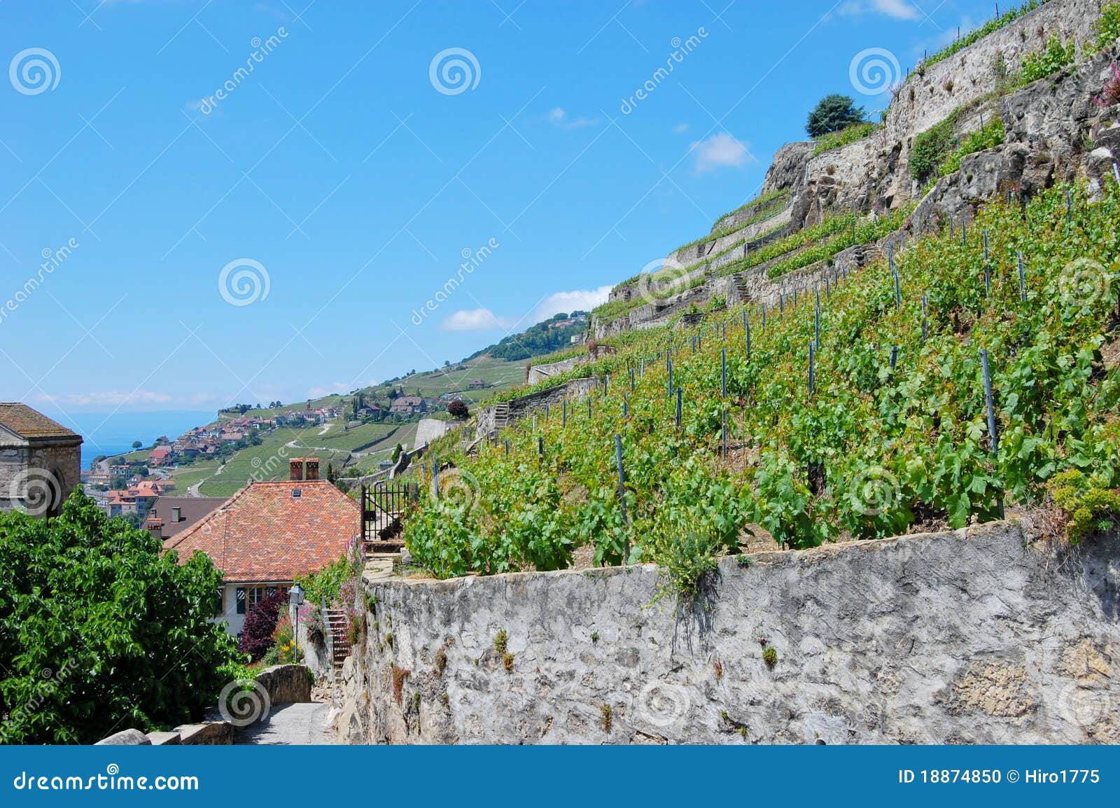 Lavaux Vineyard Terraces stock photo. Image of geneva - 18874850