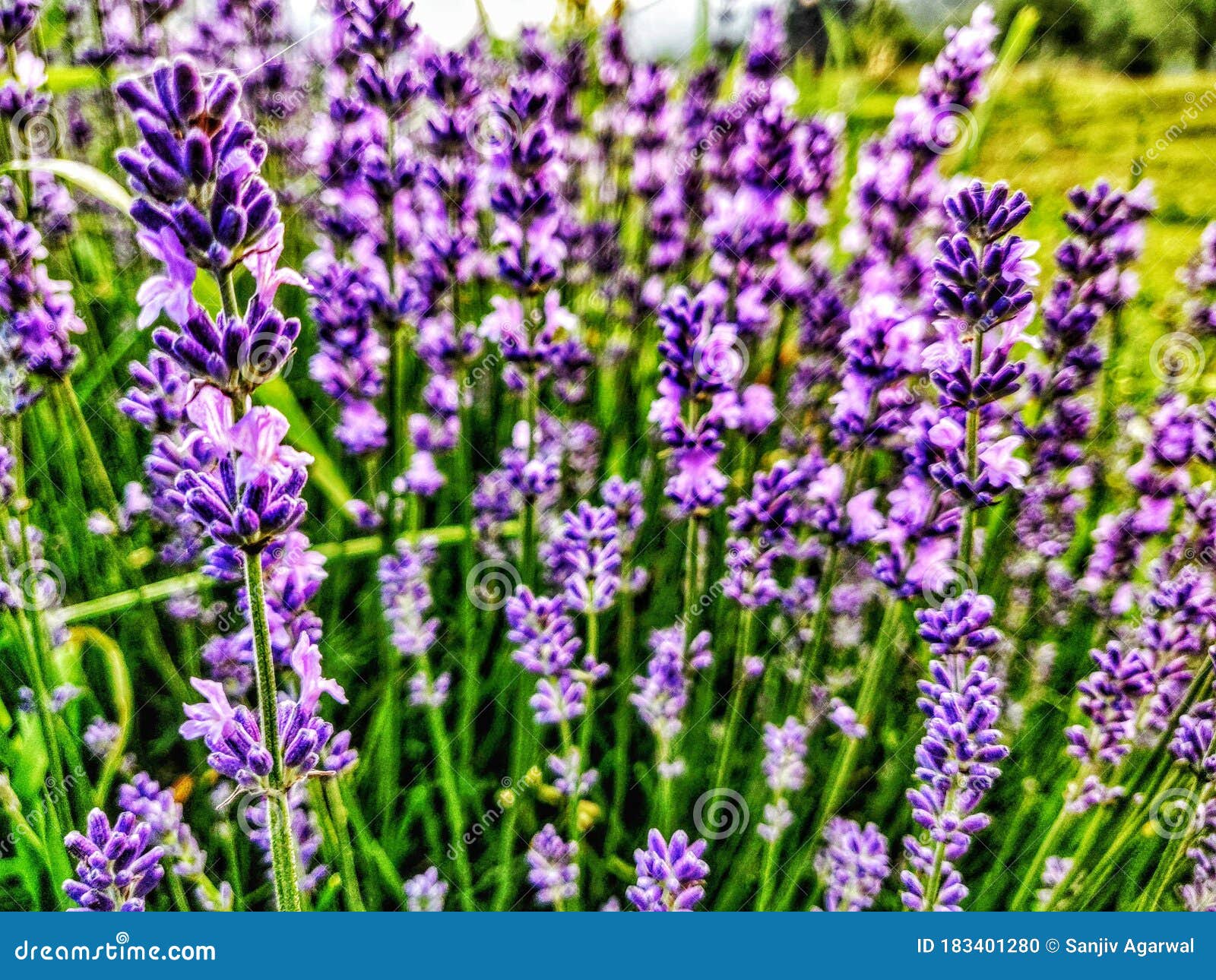 Lavendar Flowers Growing in Wild Stock Photo - Image of lavender, field ...