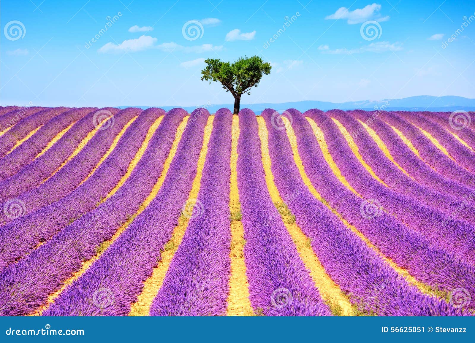 Lavendel Und Einsamer Baum Ansteigend Provence, Frankreich Stockbild ...