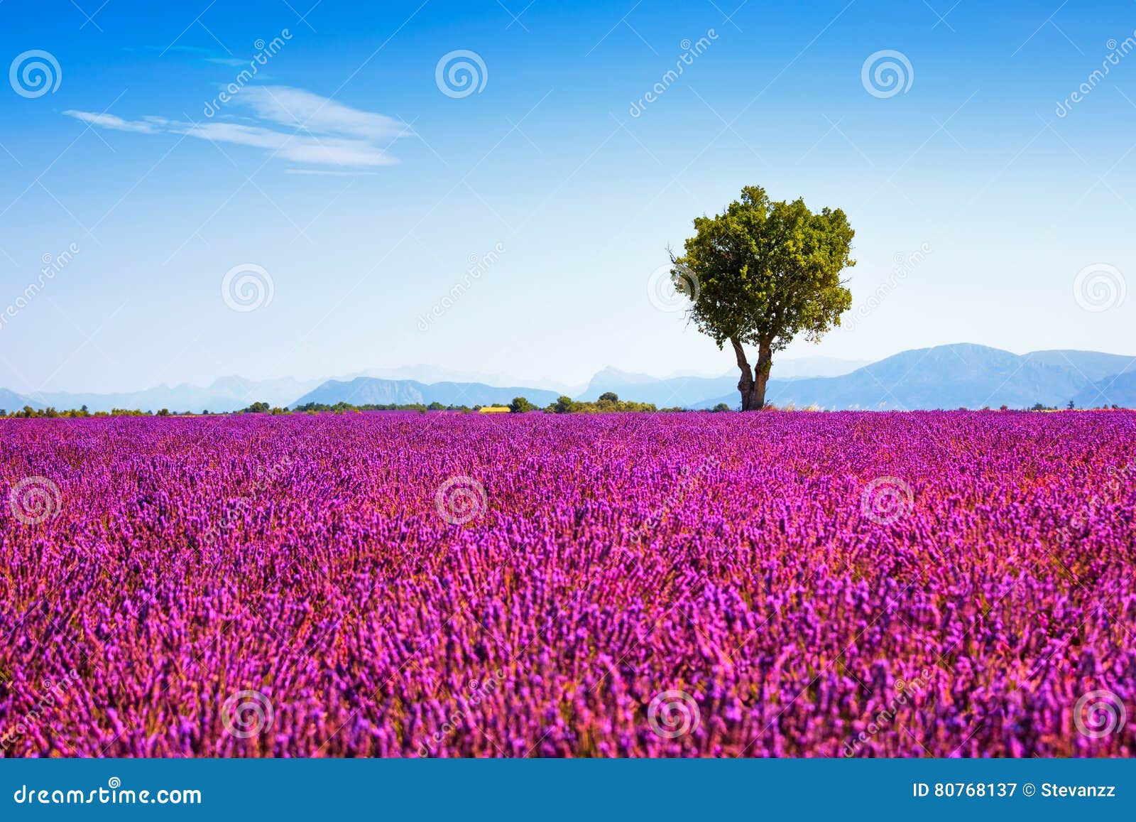 Lavendel Und Einsamer Baum Ansteigend Provence, Frankreich Stockbild ...