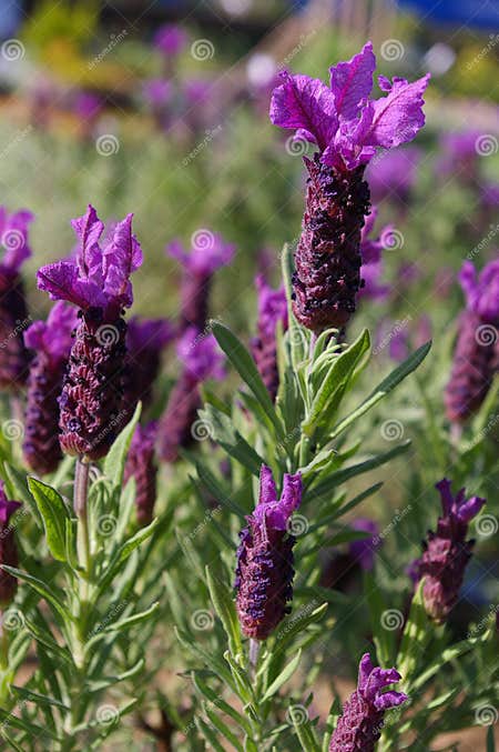 Lavender 01 stock photo. Image of biology, lavendula, life - 146970