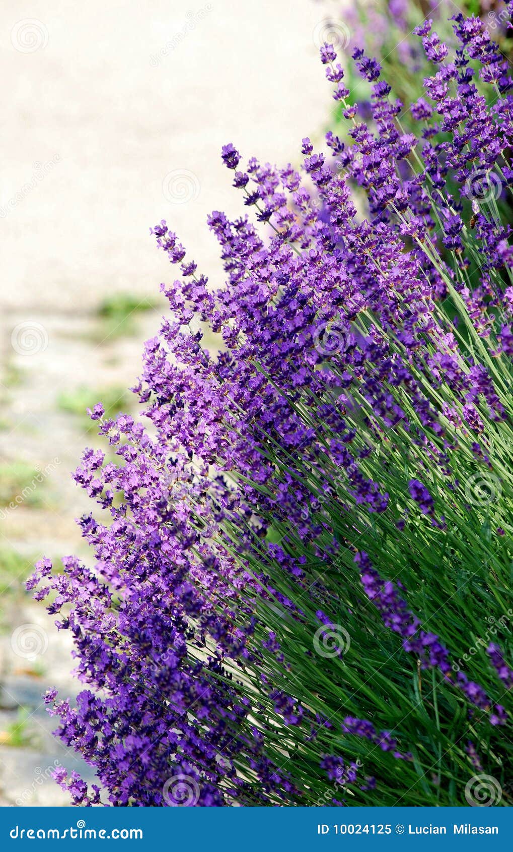 Lavender stock image. Image of flowers, lavender, fresh - 10024125