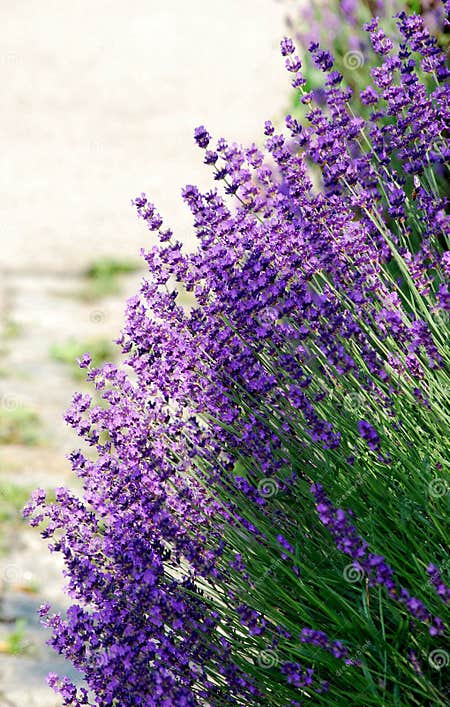Lavender stock image. Image of flowers, lavender, fresh - 10024125