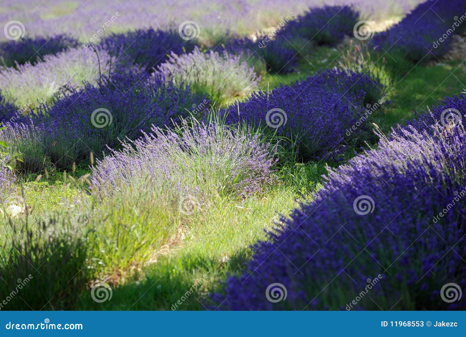 Lavender stock image. Image of close, light, blue, flower - 11968553