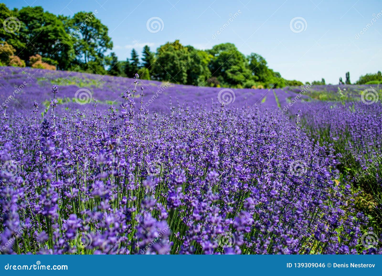 Lavender Flower Blooming Fields Stock Photo - Image of nature, blooming ...