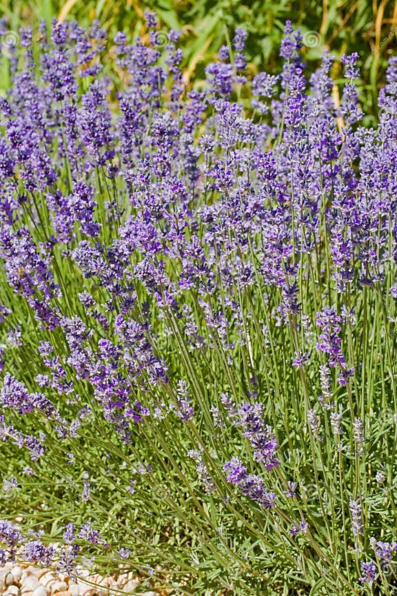 Lavender stock image. Image of flora, nature, stalk, green - 15939531