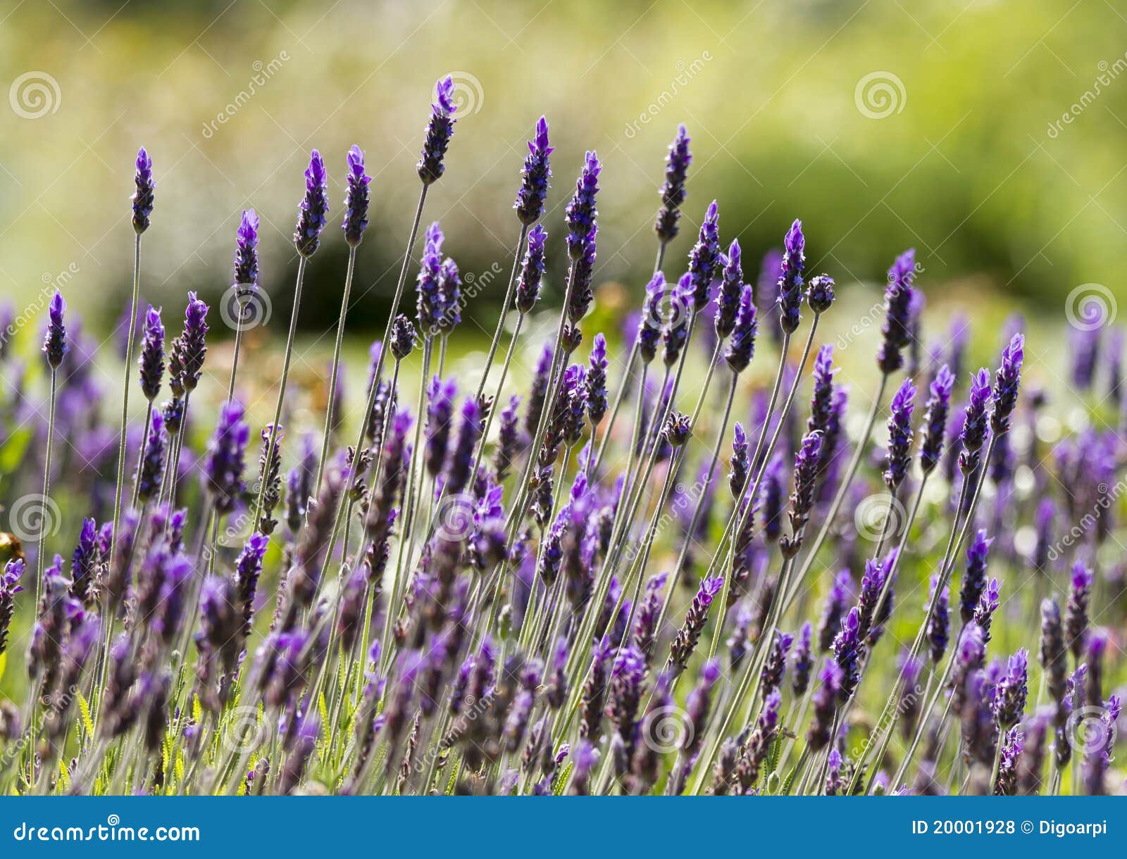 Lavender stock photo. Image of aromatic, relaxing, details - 20001928