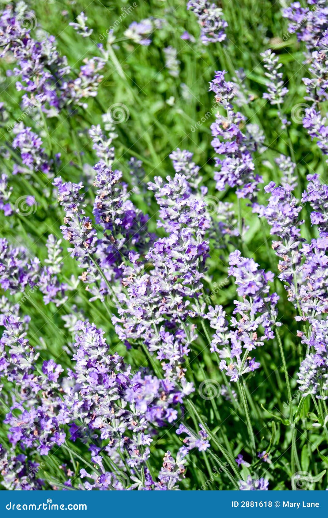 Lavender Picture. Image: 2881618