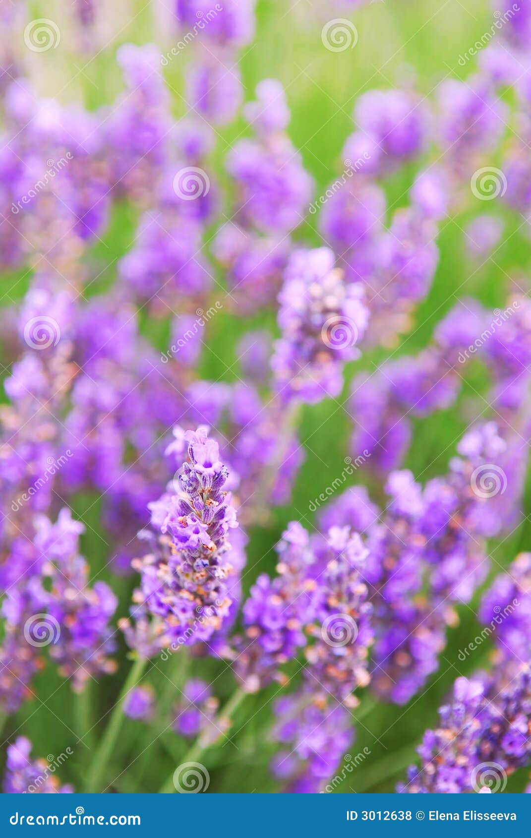 Lavender stock photo. Image of beauty, flowers, flora - 3012638
