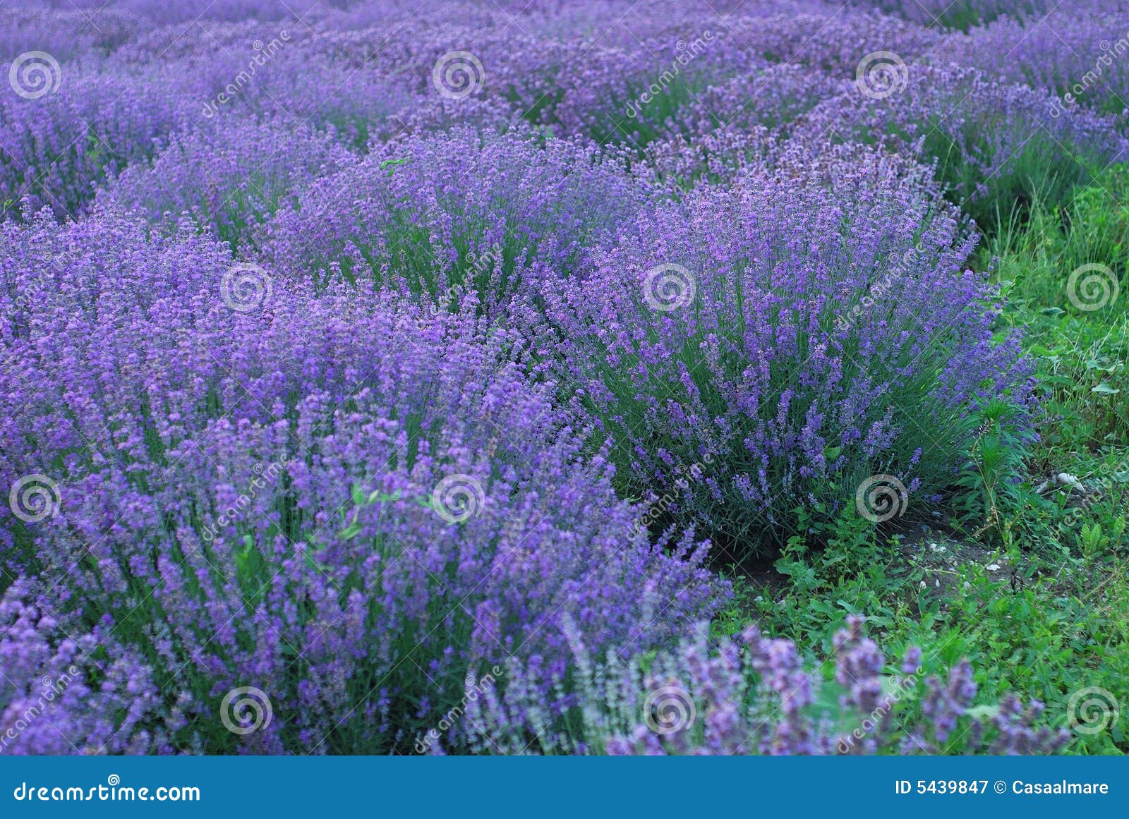 Lavender stock image. Image of lavender, herbal, botanical - 5439847