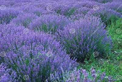 Lavender stock image. Image of lavender, herbal, botanical - 5439847