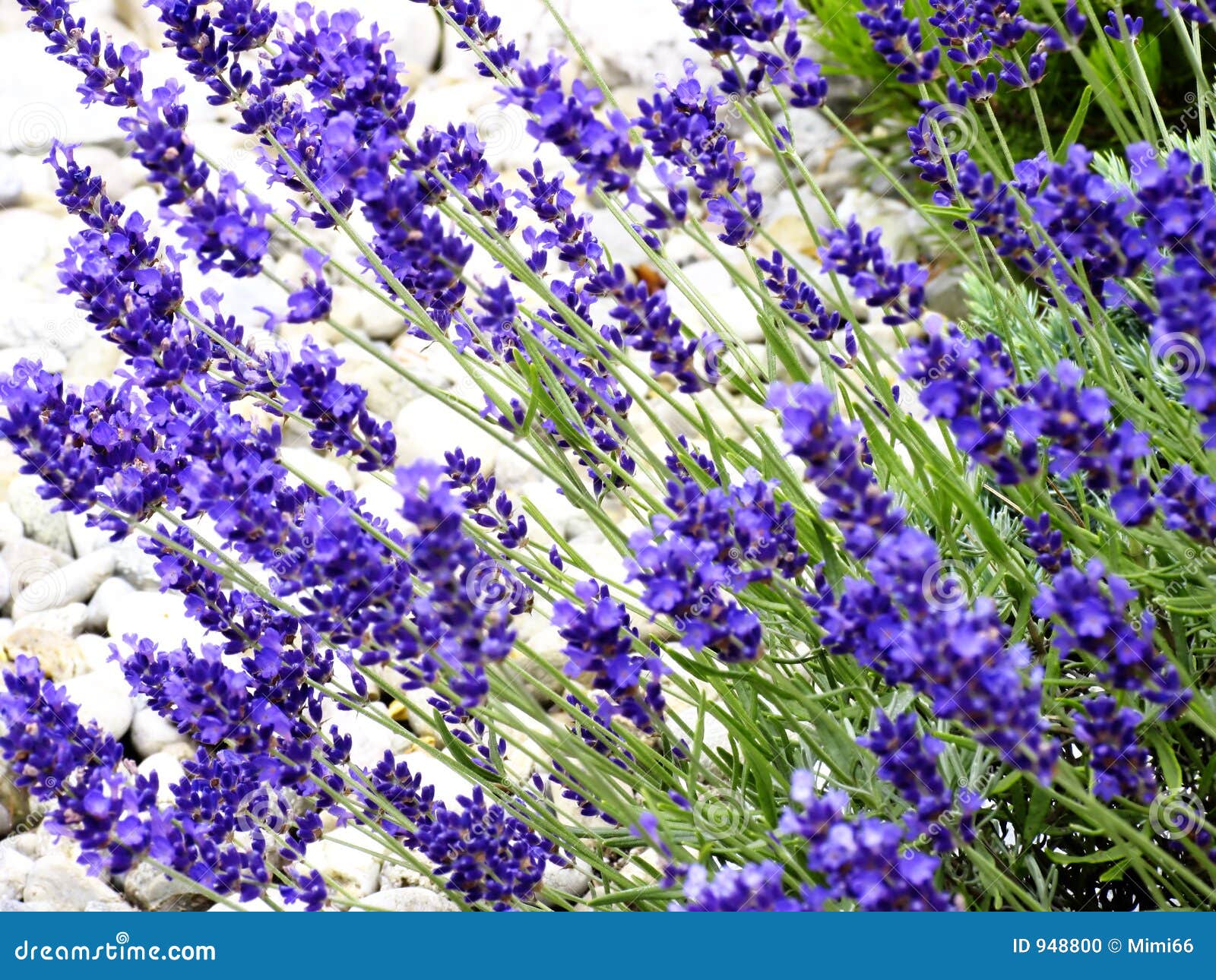 Lavender stock photo. Image of flovour, deep, flora, ingradient - 948800