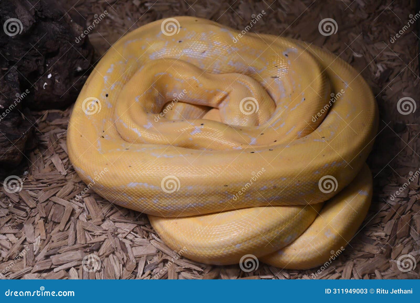 A Lavender Albino Reticulated Python Stock Image - Image of mutation ...
