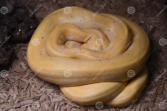 A Lavender Albino Reticulated Python Stock Image - Image of mutation ...