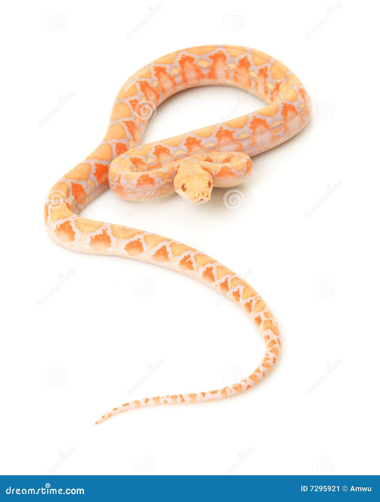 Albino Reticulated Python (python Reticulatus) Isolated On White Stock ...