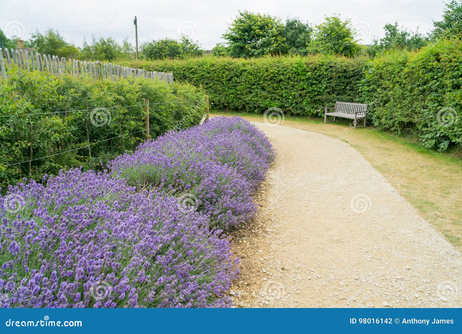 Lavender along a pathway stock photo. Image of park, lined - 98016142