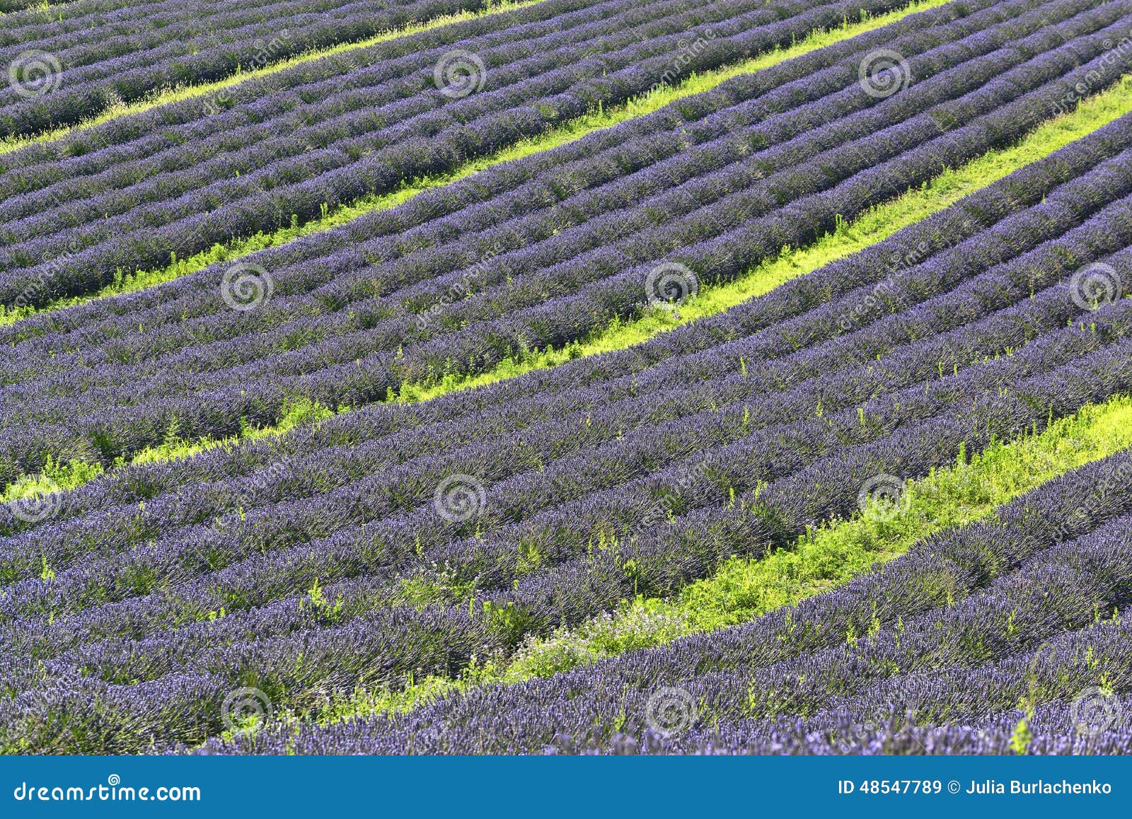 Lavender background stock image. Image of natural, field - 48547789