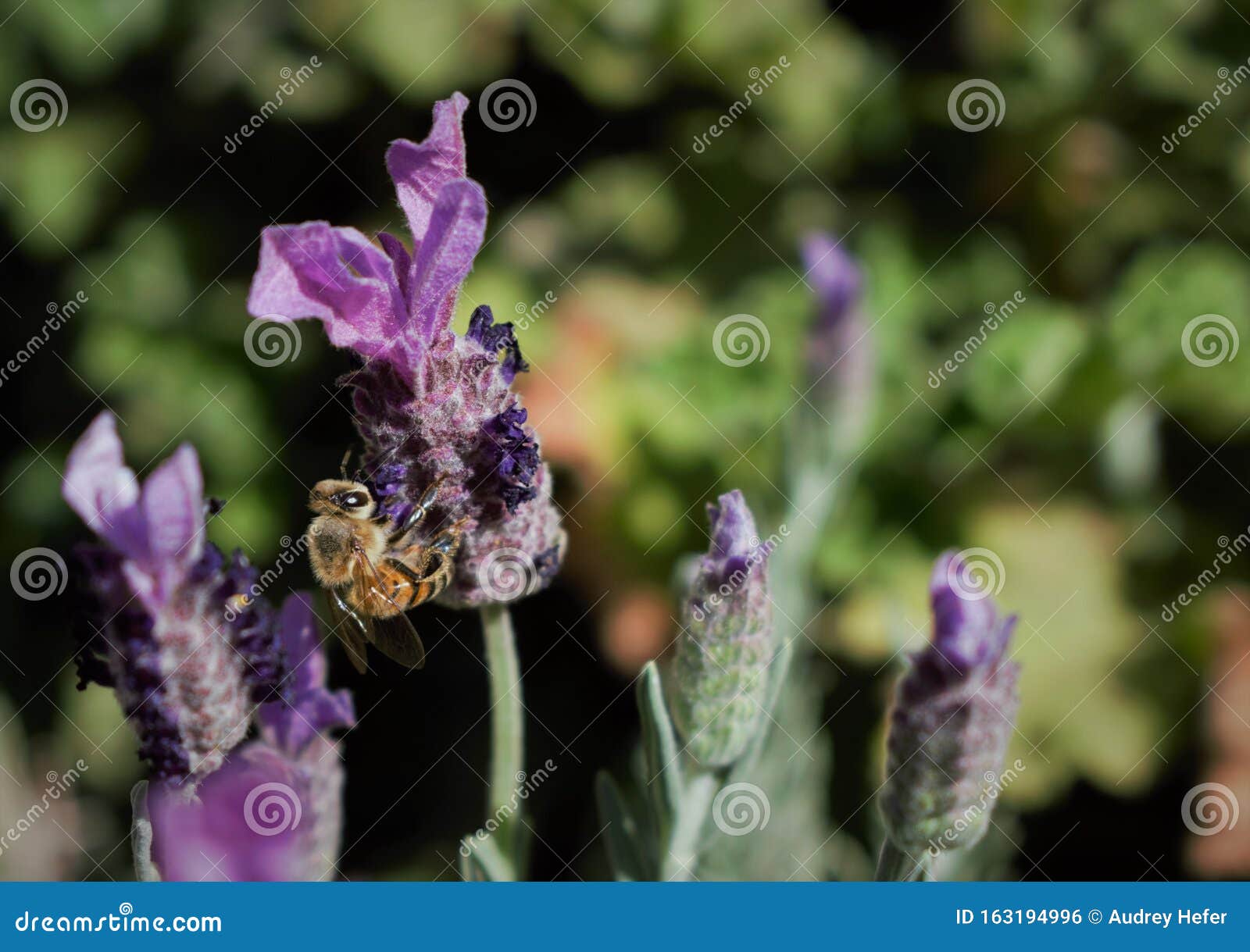 Lavender, Bee and Soft Background Stock Photo - Image of floral ...