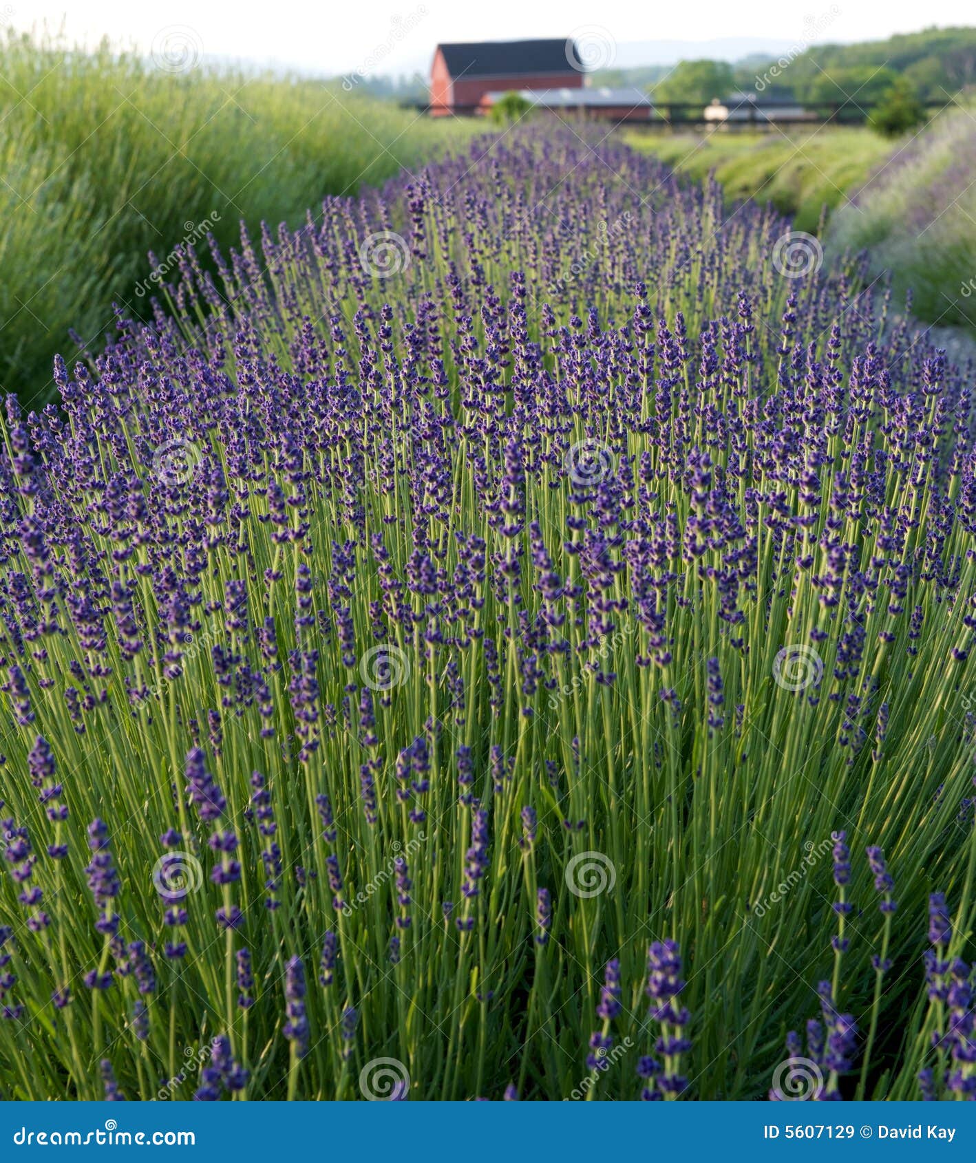 Lavender In Bloom Picture. Image: 5607129