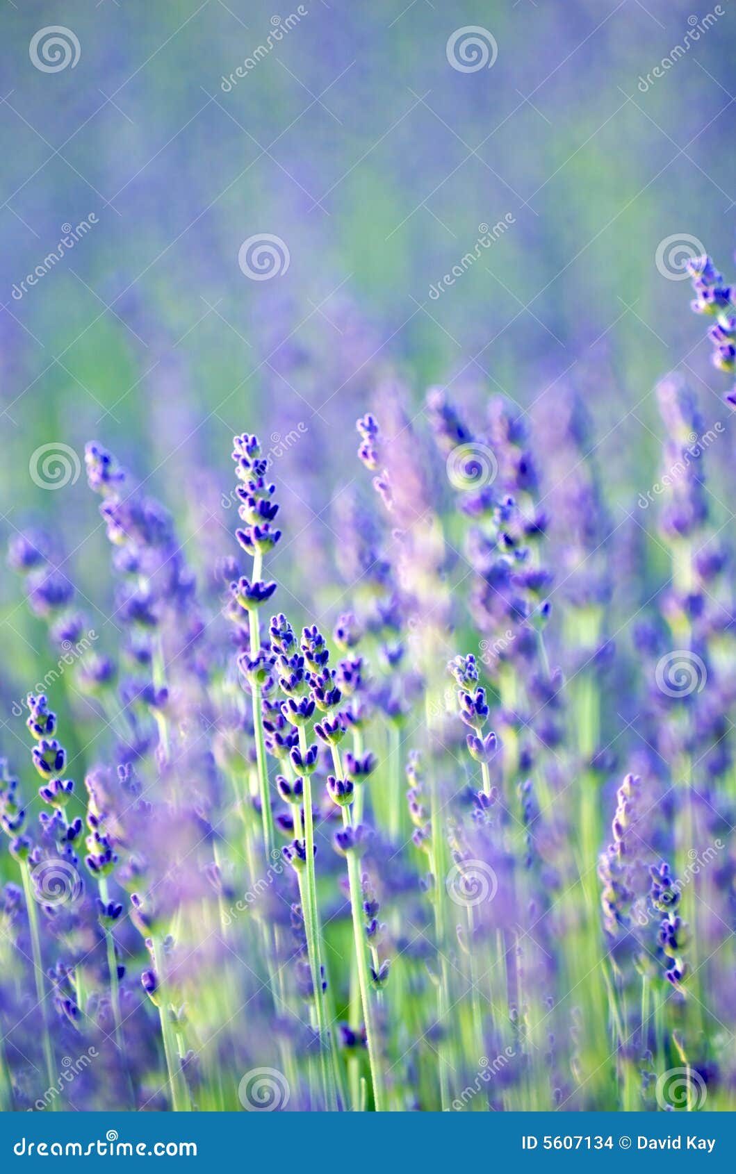 Lavender In Bloom Picture. Image: 5607134