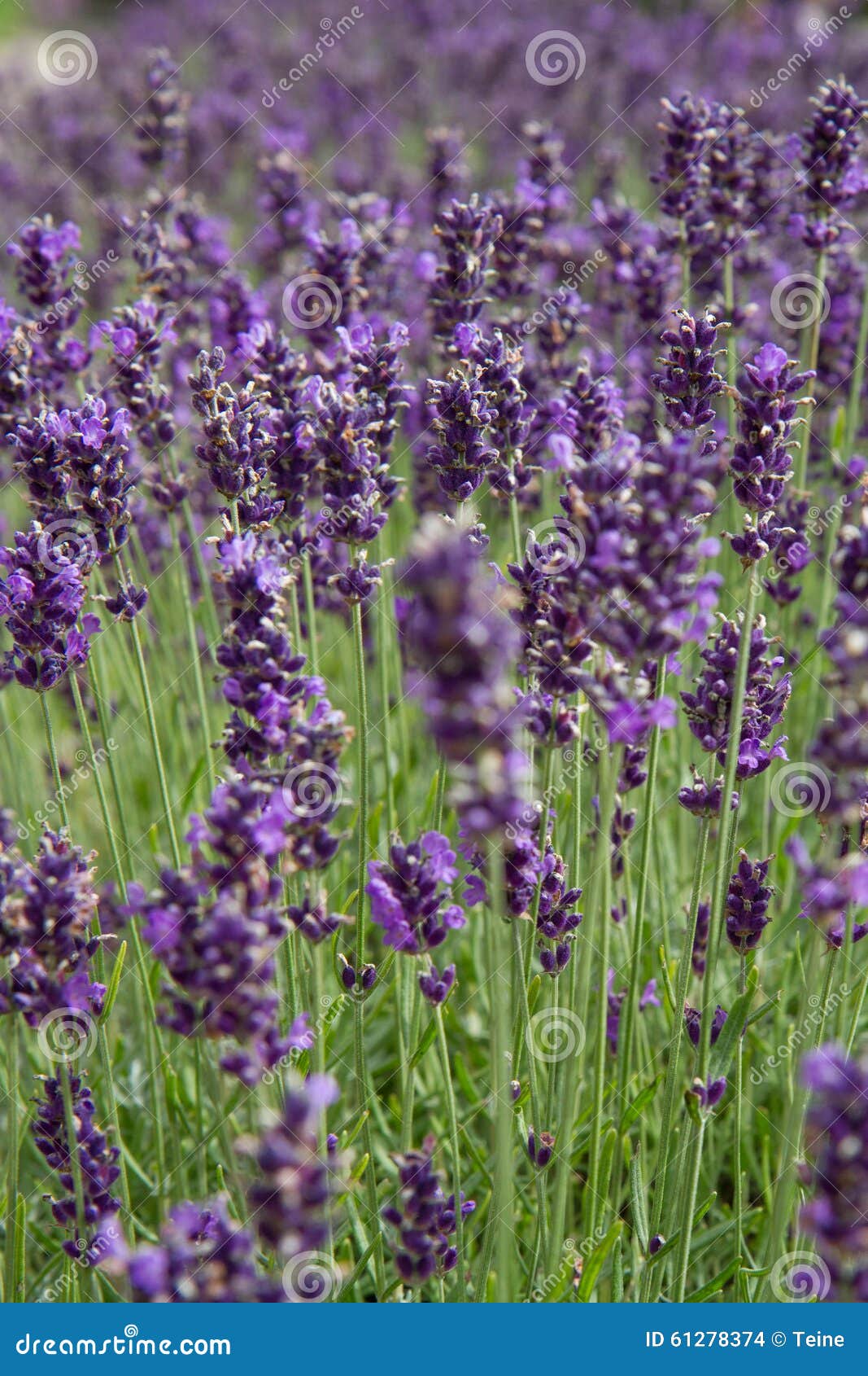 Lavender blooming stock photo. Image of fresh, mauve - 61278374