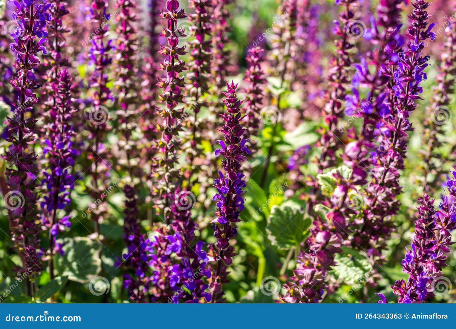 Lavender Blooms in the Garden Stock Image - Image of field, flowerbed ...