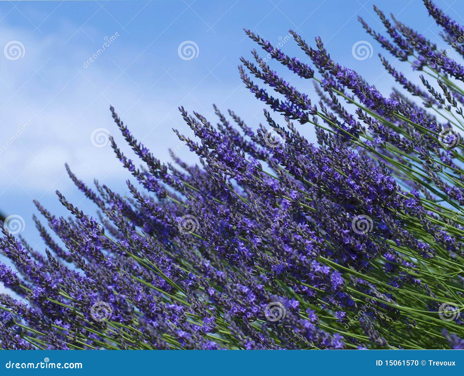 Lavender on the Blue Background Stock Photo - Image of plant, summer ...