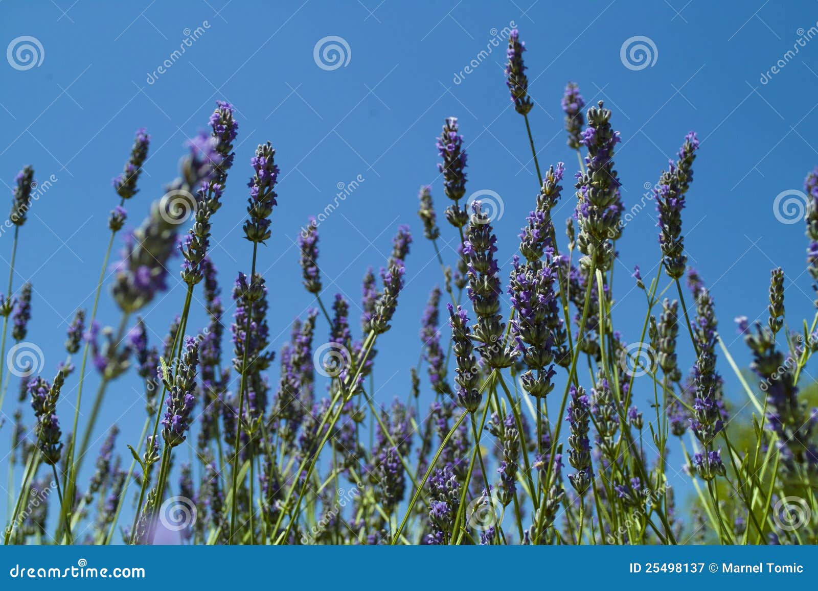 Lavender on the blue sky stock image. Image of flower - 25498137