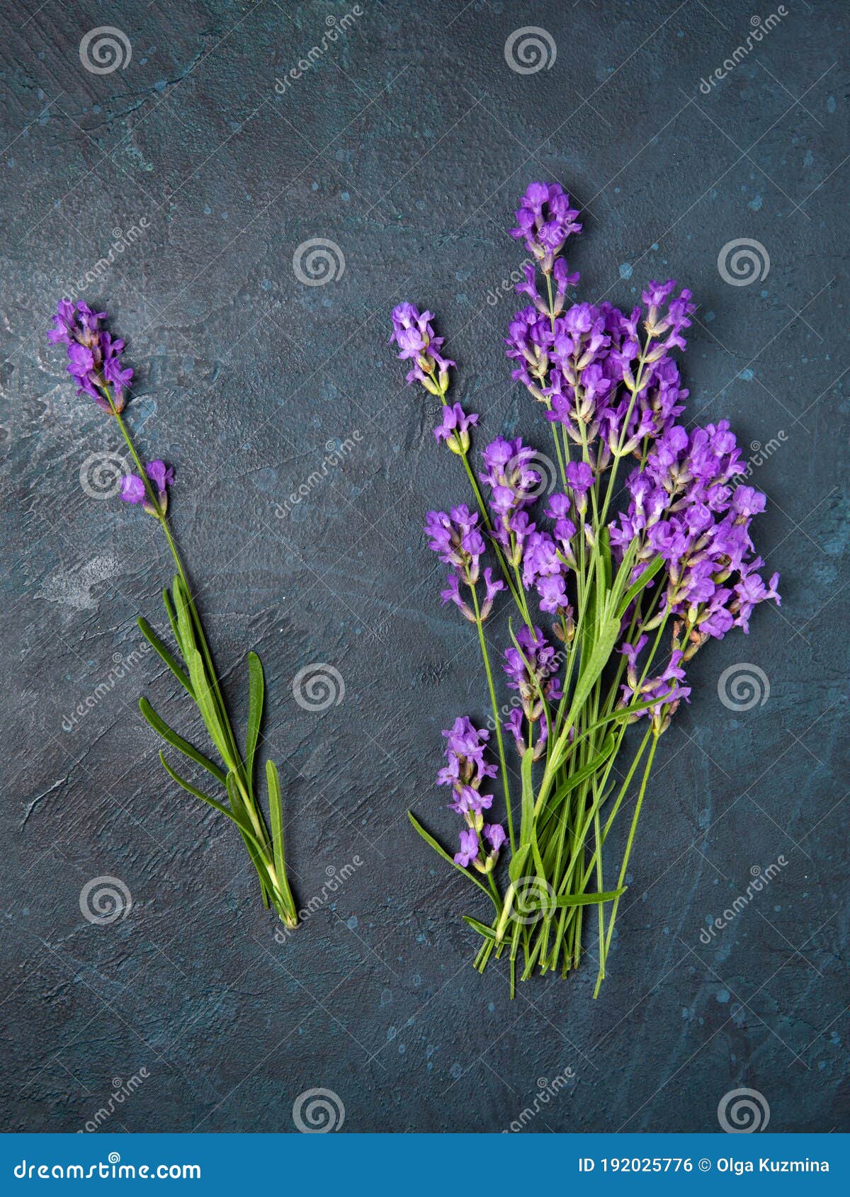 Lavender Bouquet on a Blue Background. Top View, Flat Lay Stock Photo ...