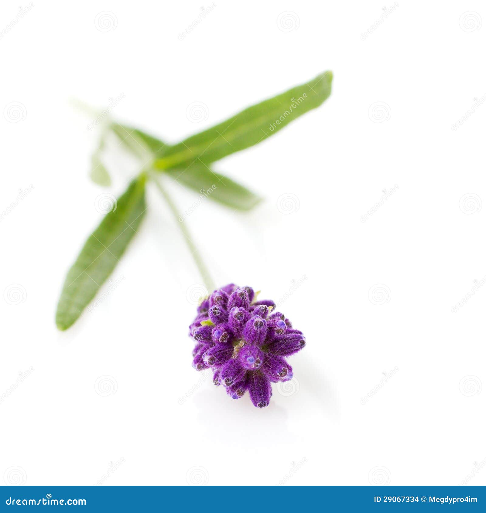 Lavender branch stock photo. Image of lavender, herb - 29067334