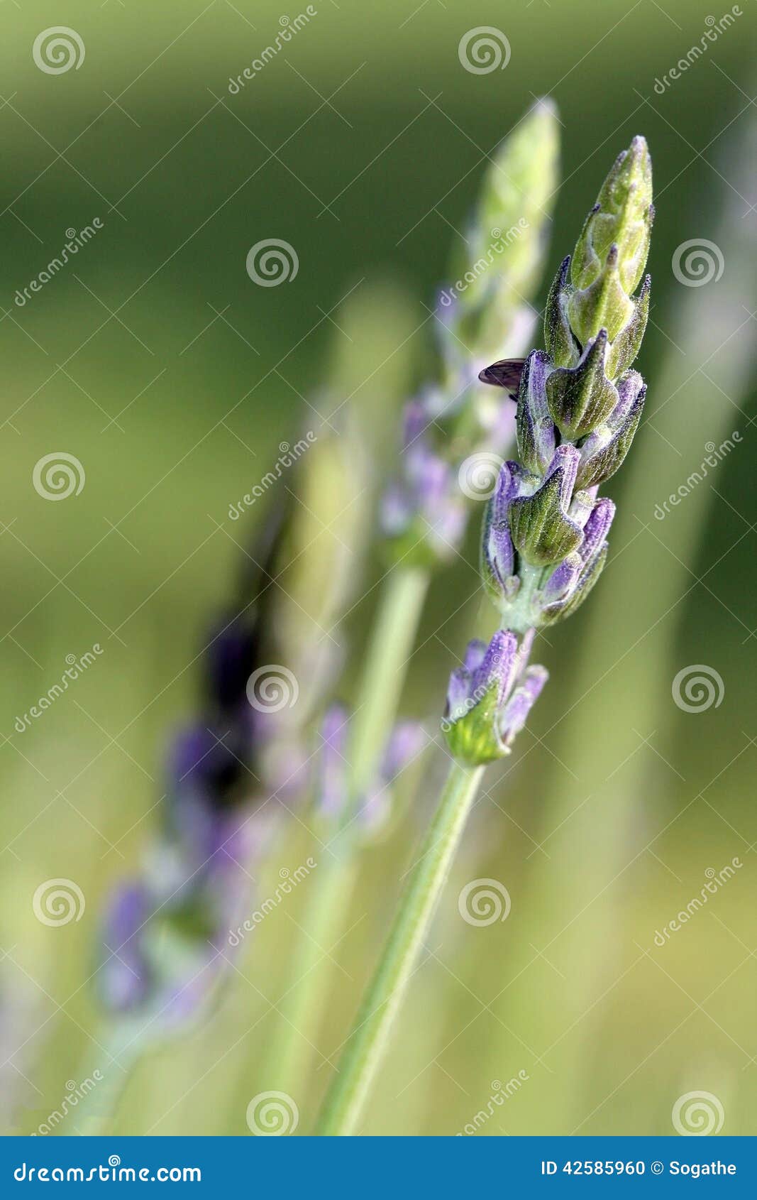 Lavender stock photo. Image of scent, meadow, branch - 42585960