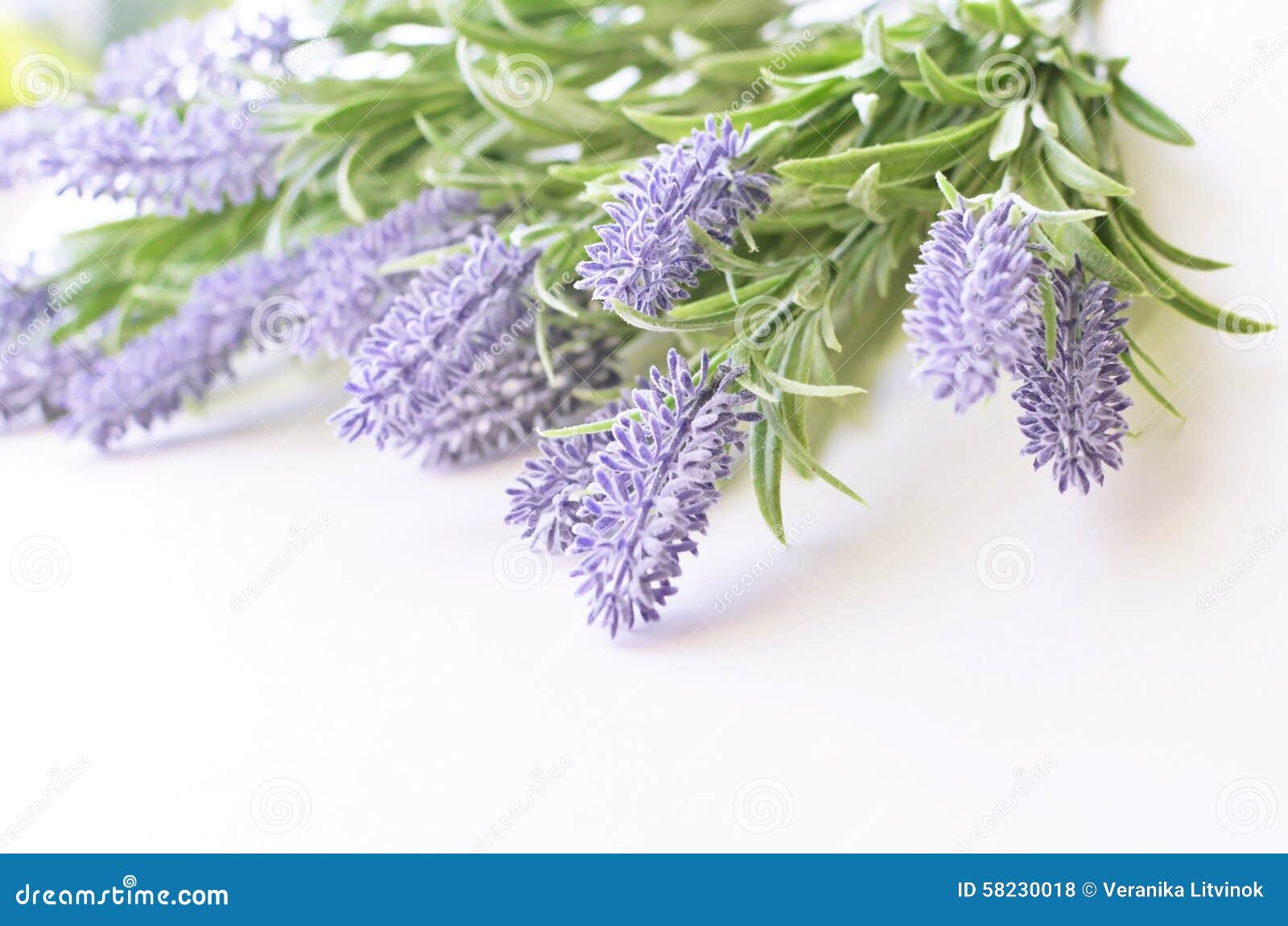 Lavender Branch on a White Background Stock Photo - Image of herbal ...