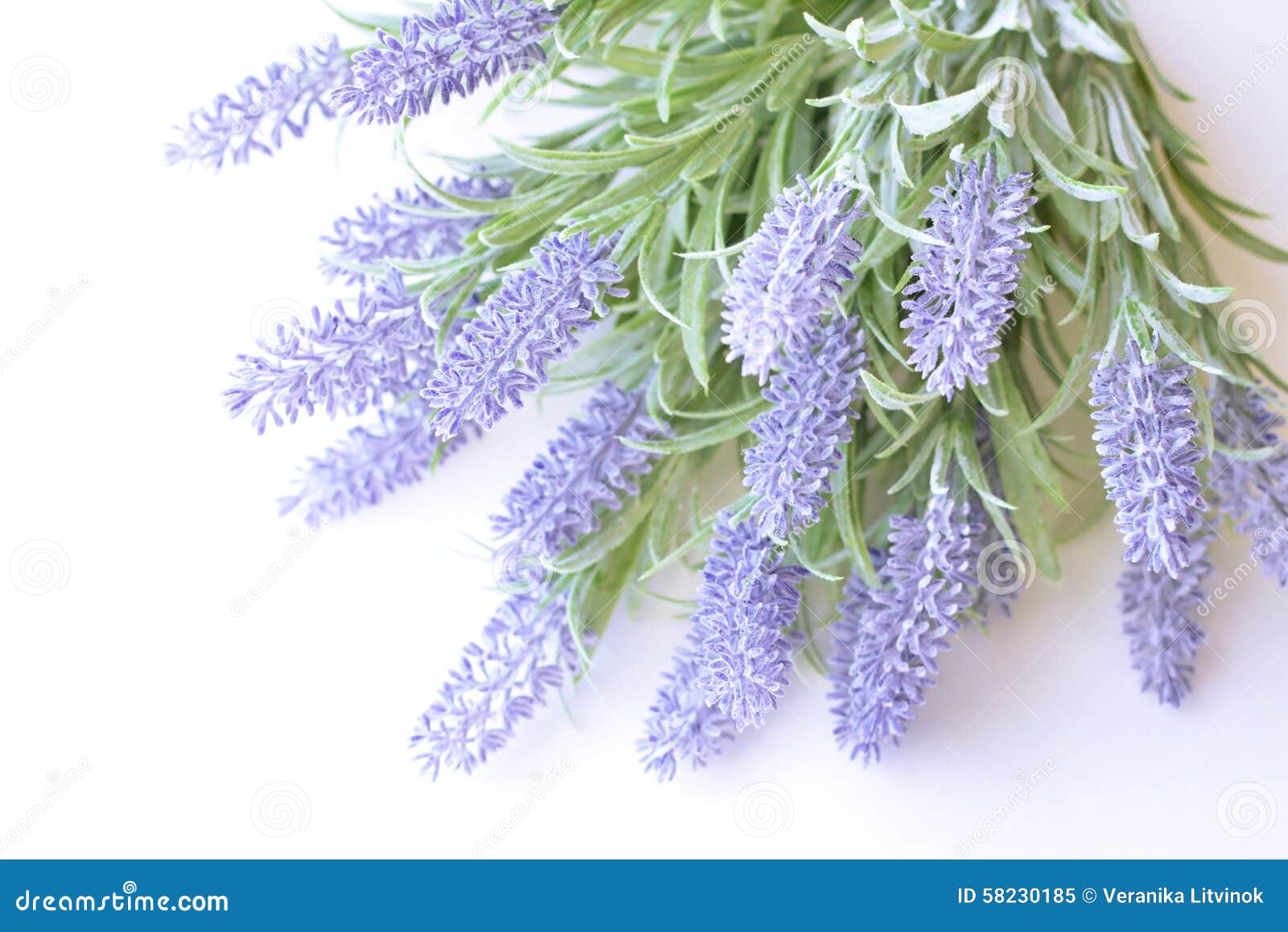 Lavender Branch on a White Background Stock Image - Image of white ...