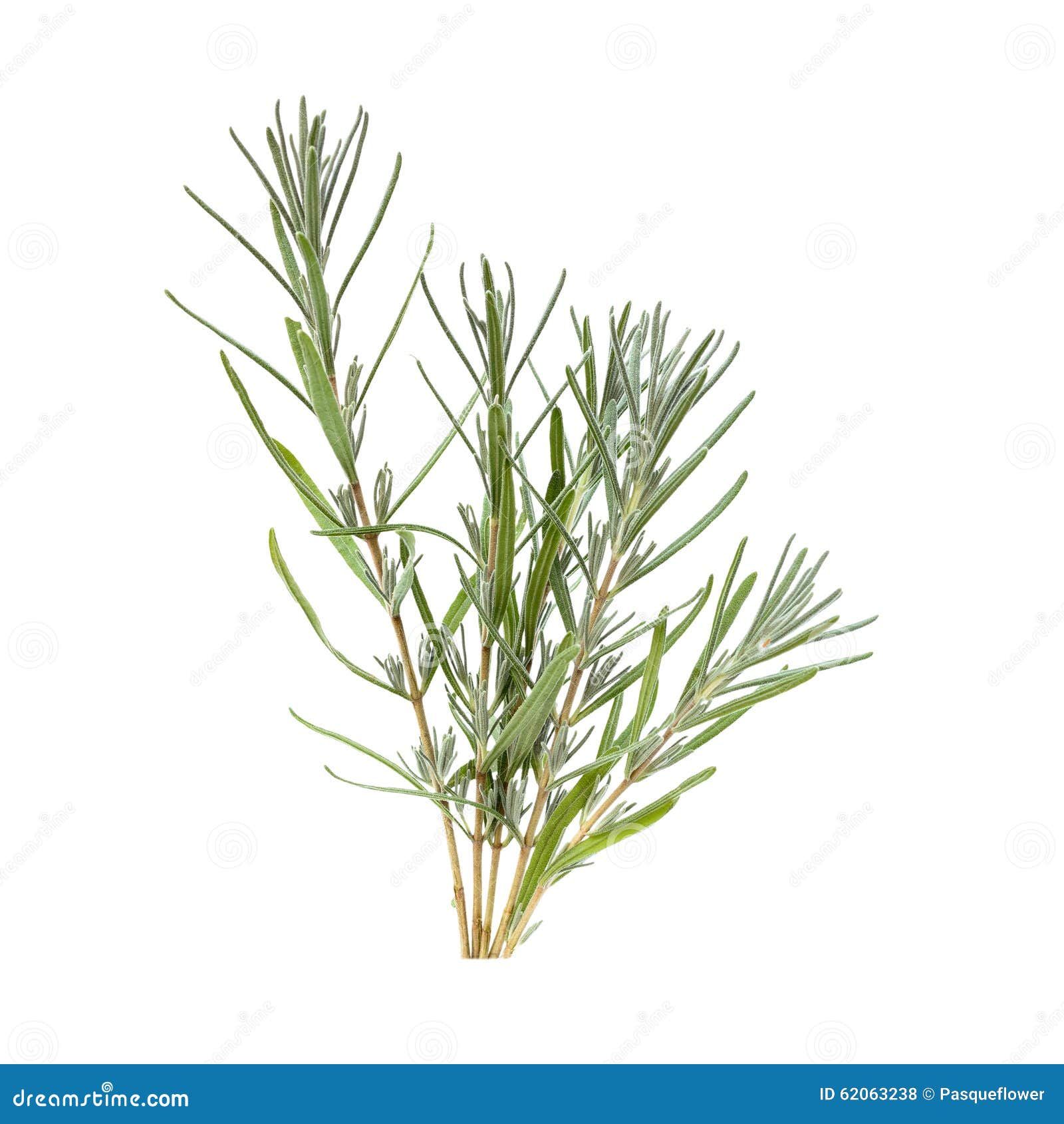 Lavender branches stock photo. Image of twig, leaf, spice - 62063238