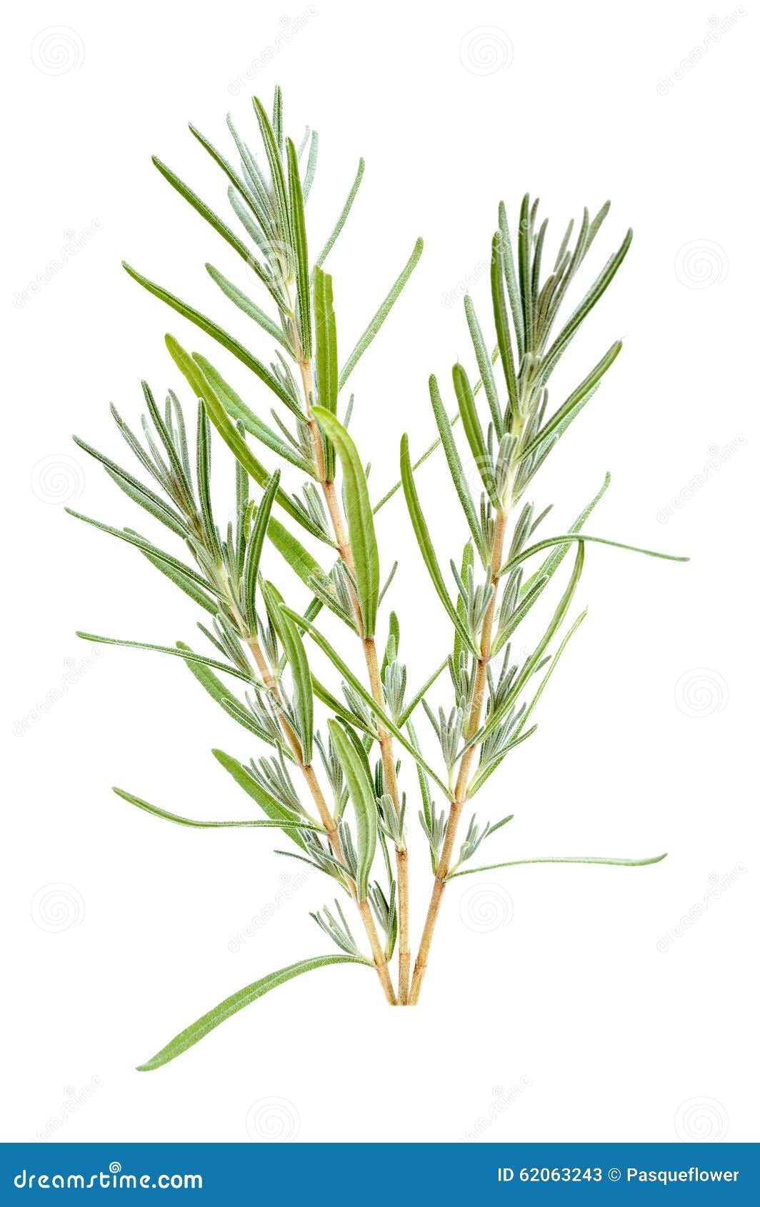 Lavender branches stock image. Image of nature, medicine - 62063243