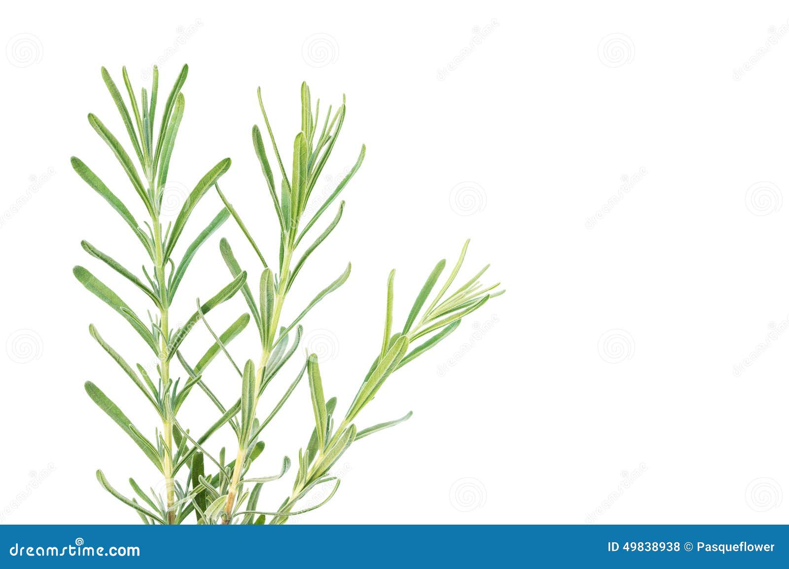 Lavender branches stock photo. Image of closeup, twig - 49838938