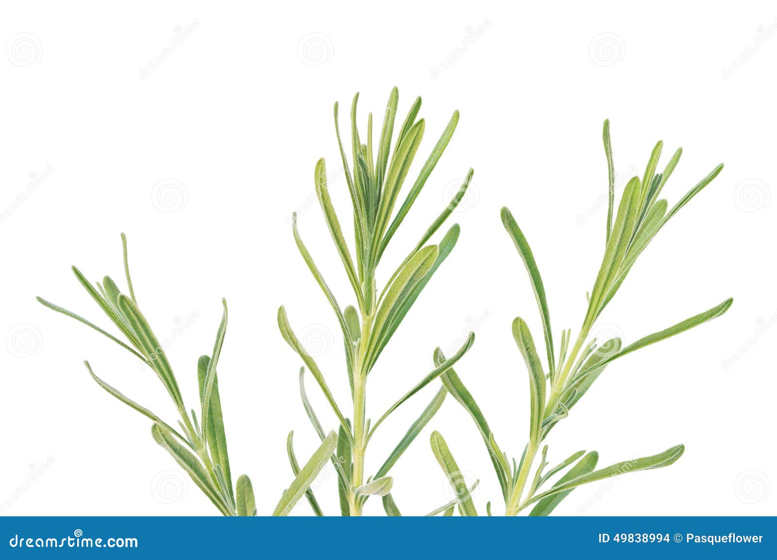 Lavender branches stock photo. Image of leaf, medicine - 49838994