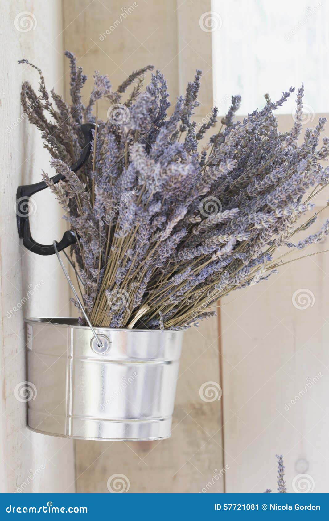 Lavender in Bucket stock image. Image of lavender, vase - 57721081
