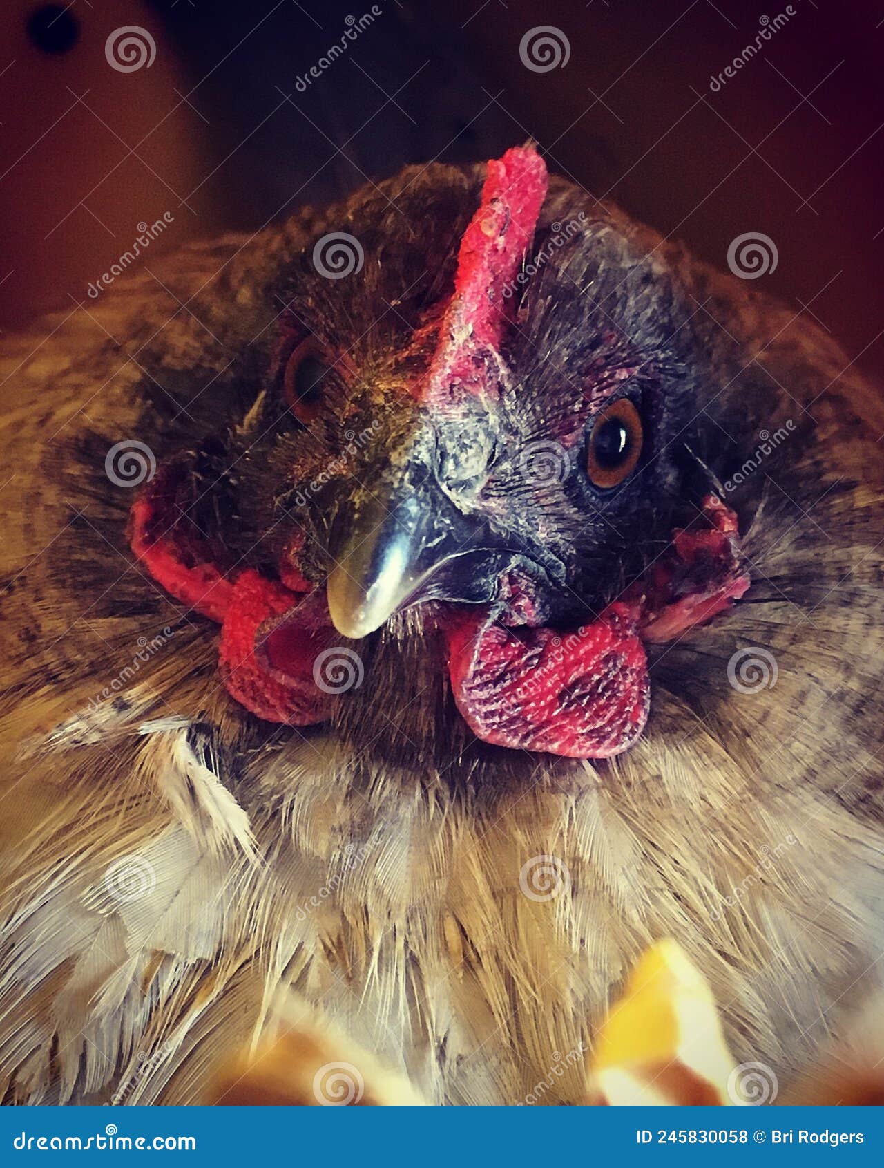 Lavender Buff Orpington Hen Stock Photo - Image of detail, animal ...