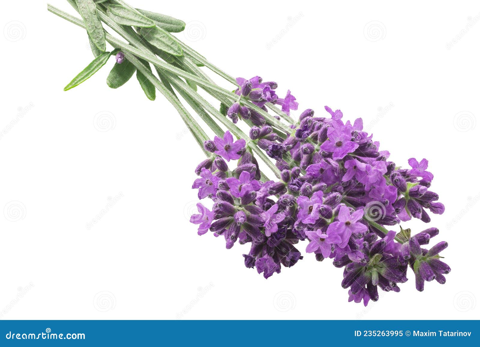 Lavender Bundle Lavandula Spica Flowering Herb Stock Image - Image of ...
