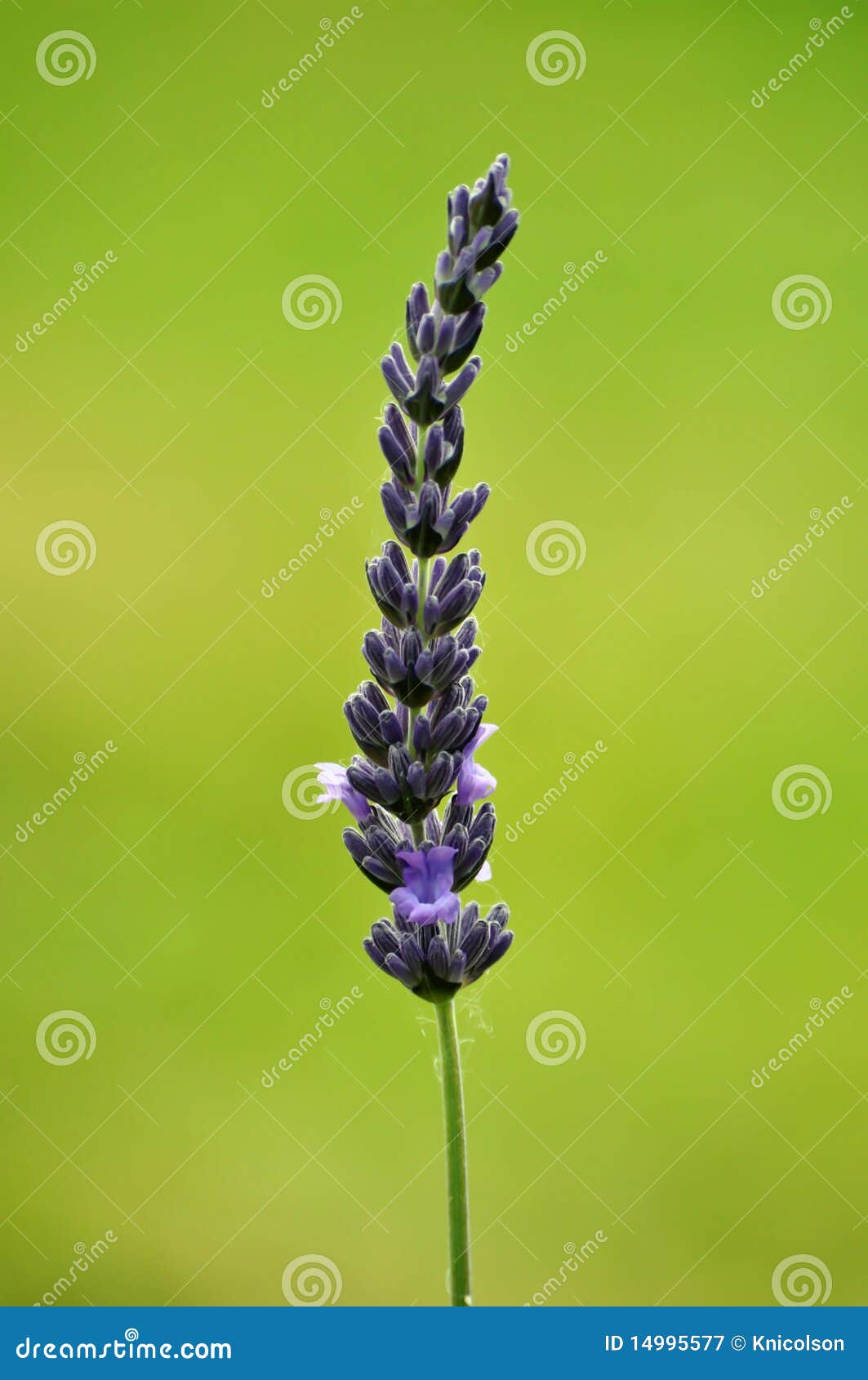 Lavender bush stock image. Image of strand, purple, plant - 14995577