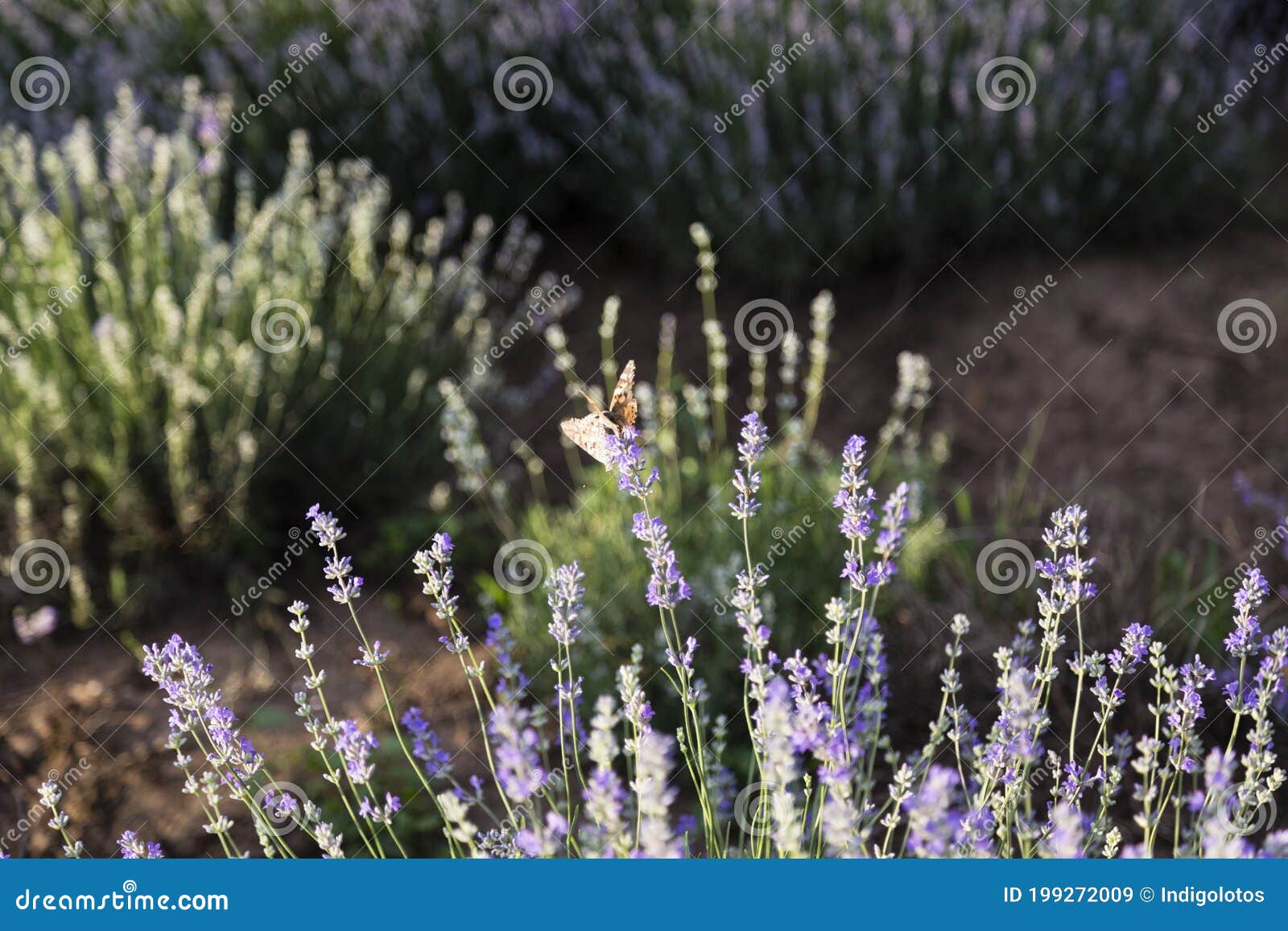 A Lavender Bush in Backlight and Front Light Stock Image - Image of ...