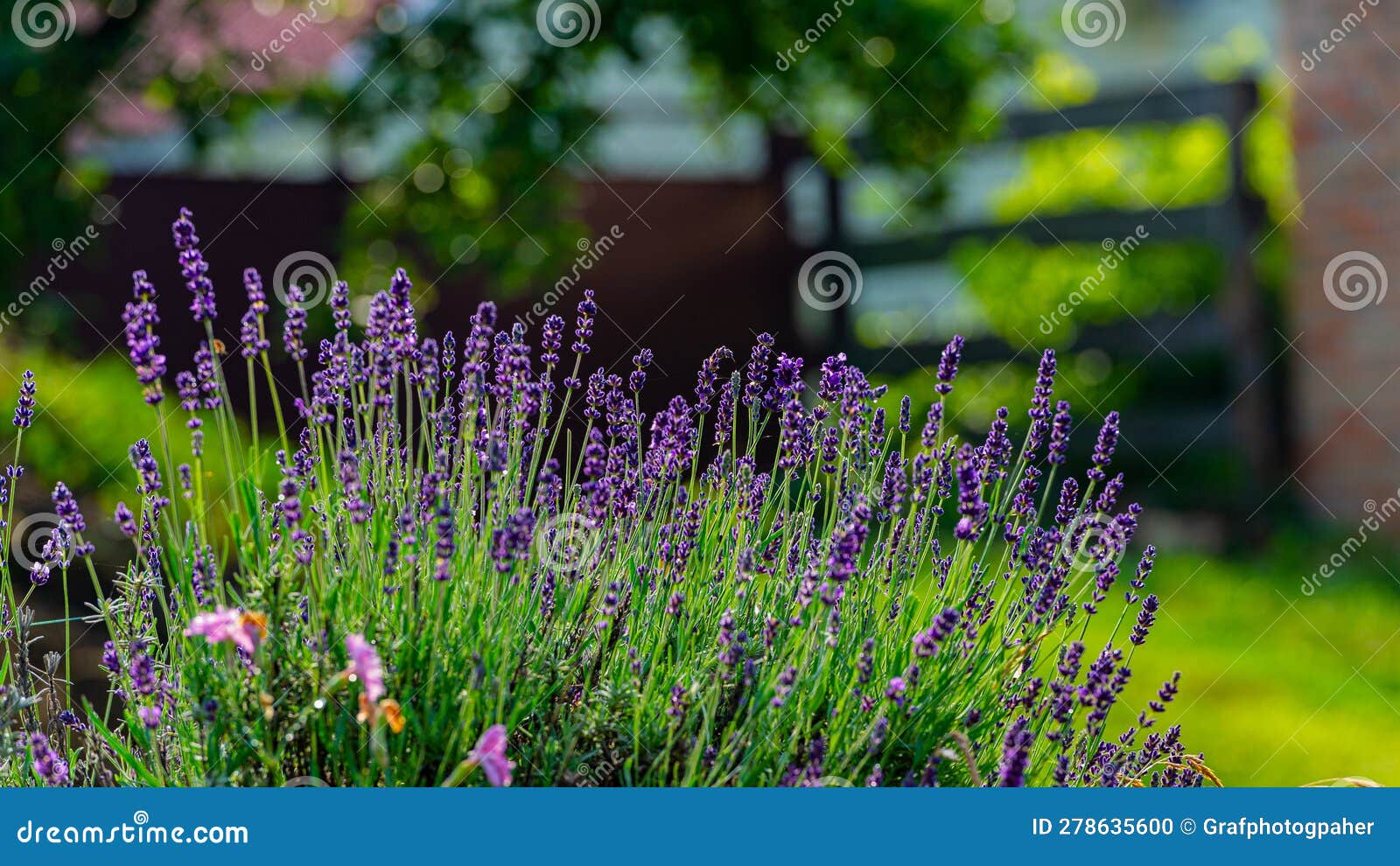 Lavender Bush in the Garden on a Sunny Morning Stock Photo - Image of ...