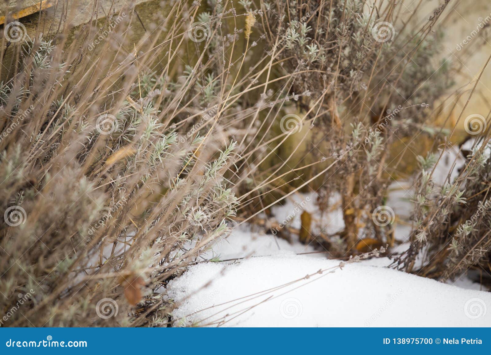 Lavender bush in snow stock photo. Image of plant, frozen - 138975700