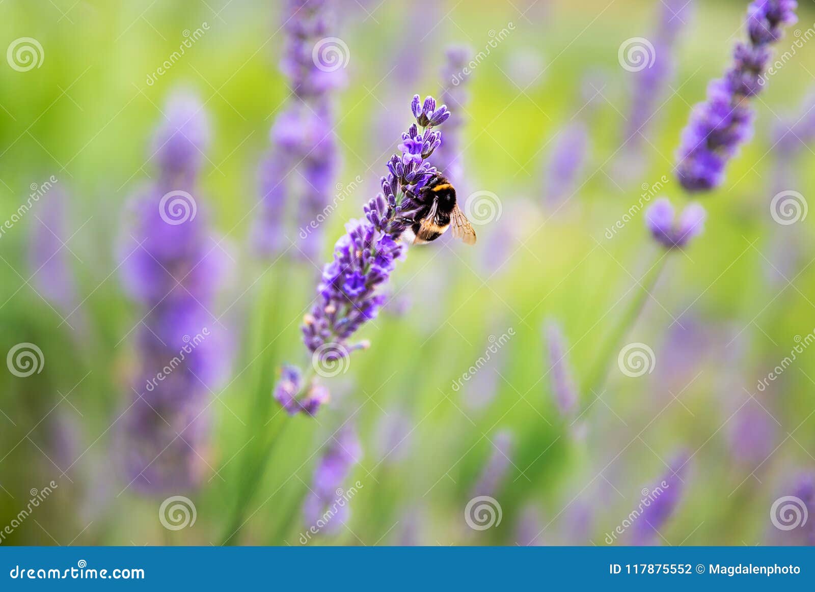 Lavender bushes with bee stock photo. Image of garden - 117875552